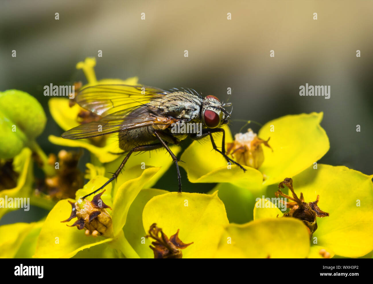 Anthomyia hi-res stock photography and images - Alamy