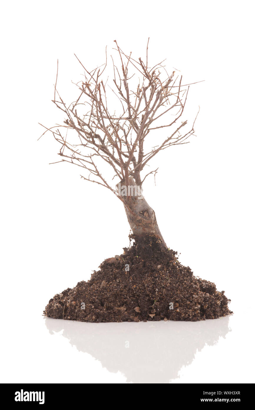 a dry tree on white background Stock Photo - Alamy