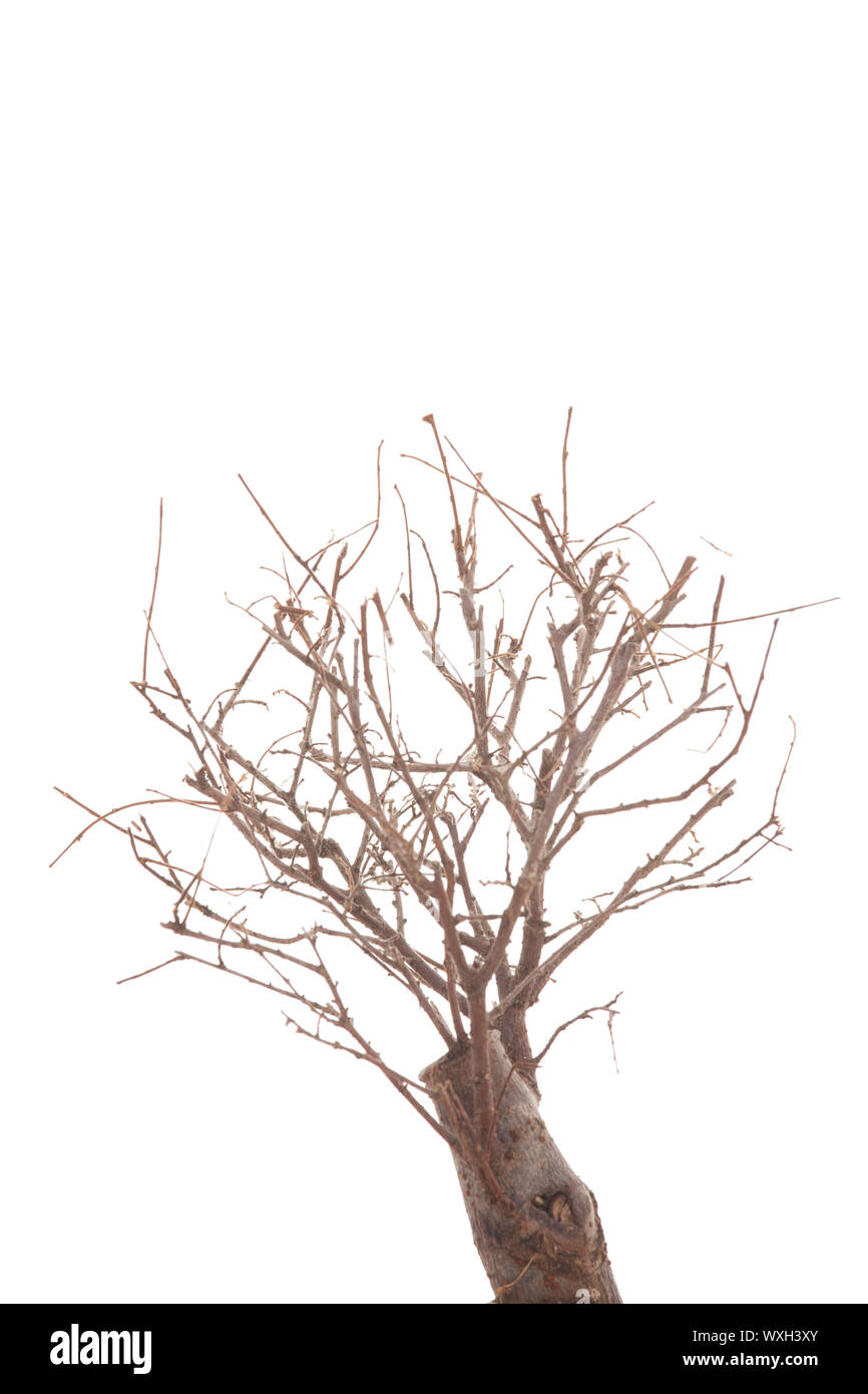 a dry tree on white background Stock Photo - Alamy