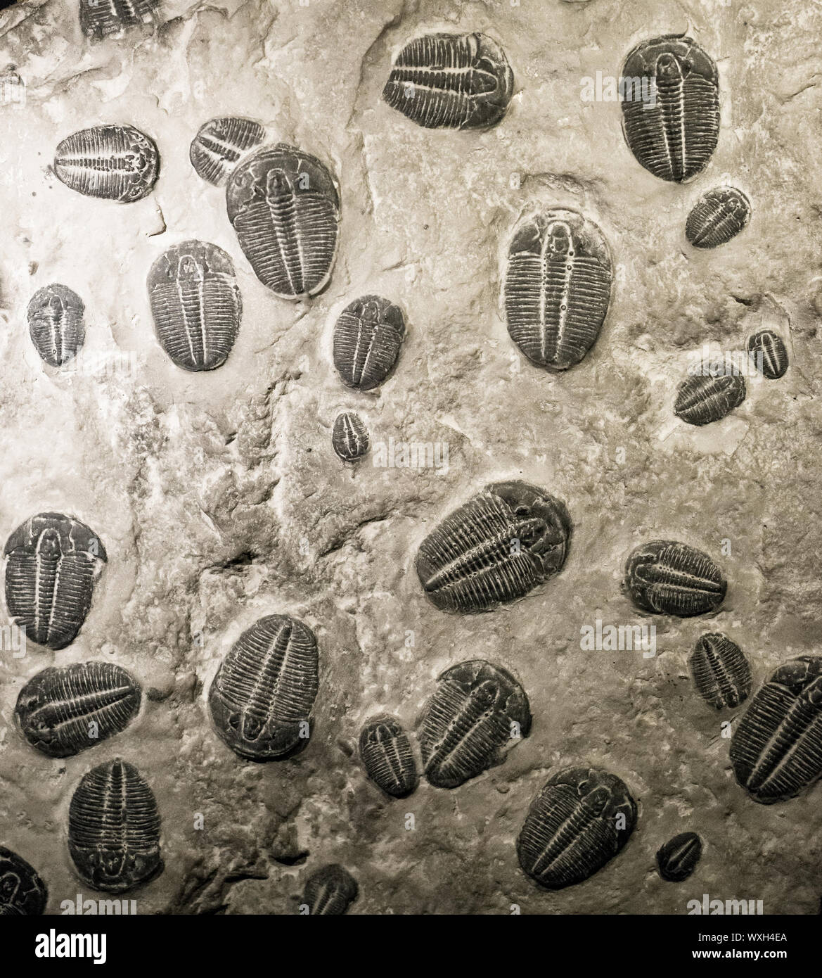 Trilobite beetle hi-res stock photography and images - Alamy