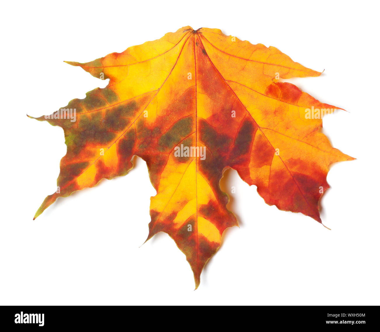 Orange autumn maple-leaf. Isolated on white background Stock Photo - Alamy