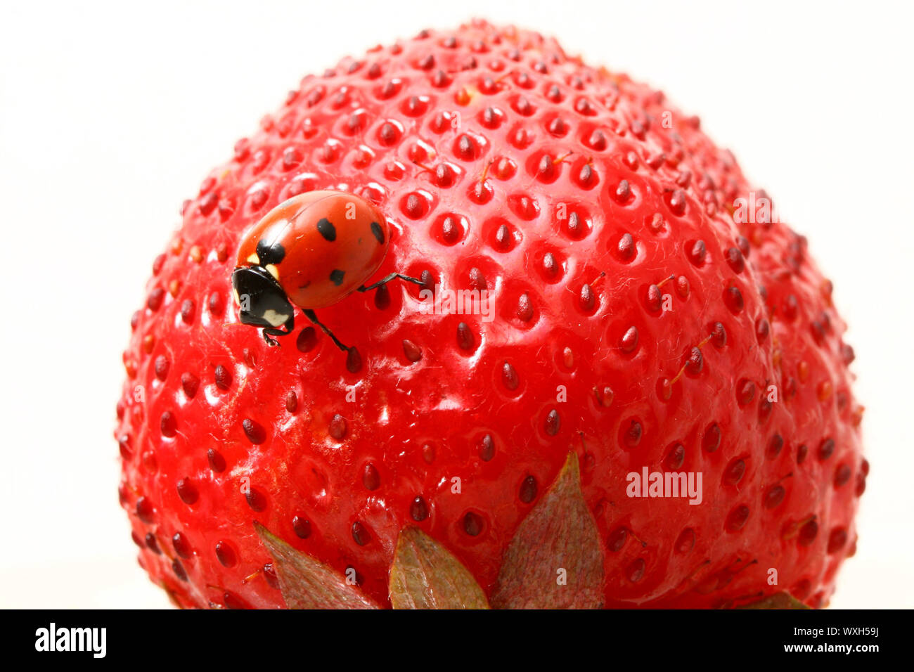 strawberry ladybug gourmet macro close up Stock Photo - Alamy