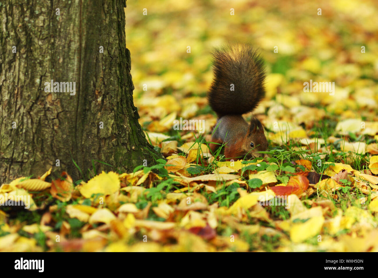 squirrel jumps in the autumn forest Stock Photo - Alamy