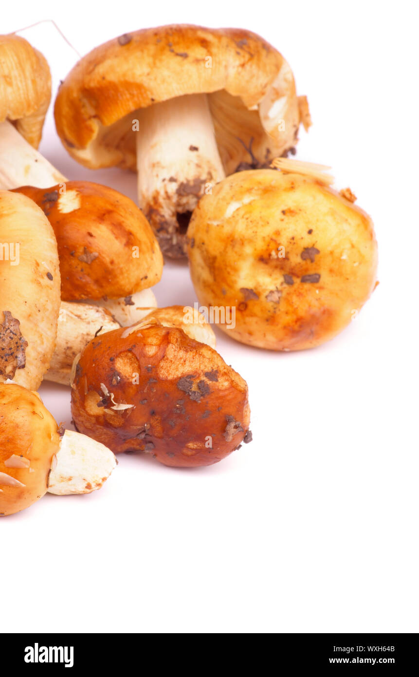 Heap of Raw Peppery Bolete isolated on white background Stock Photo - Alamy