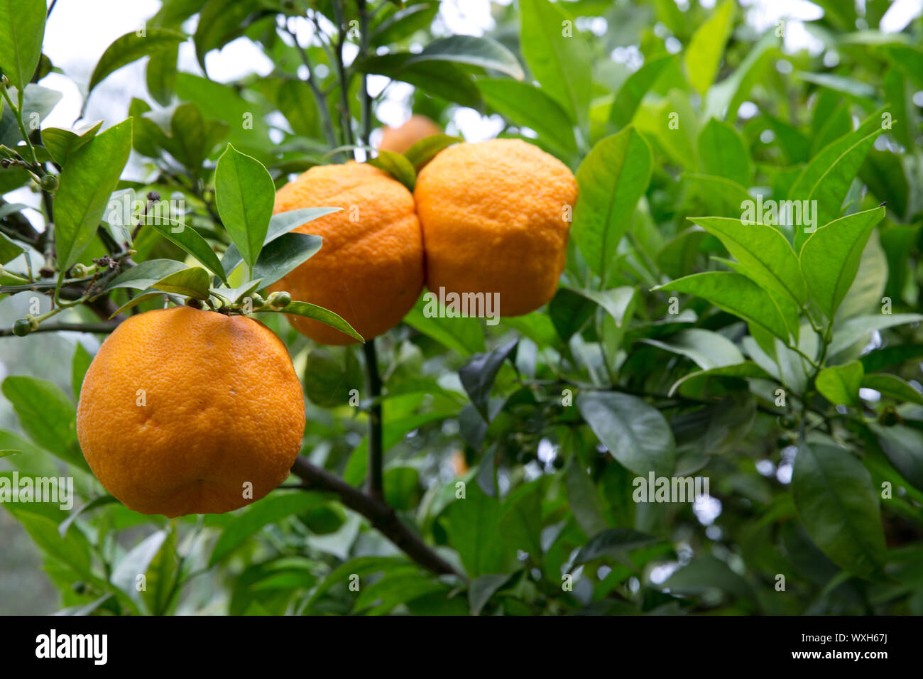 branch orange tree fruits green leaves Stock Photo - Alamy