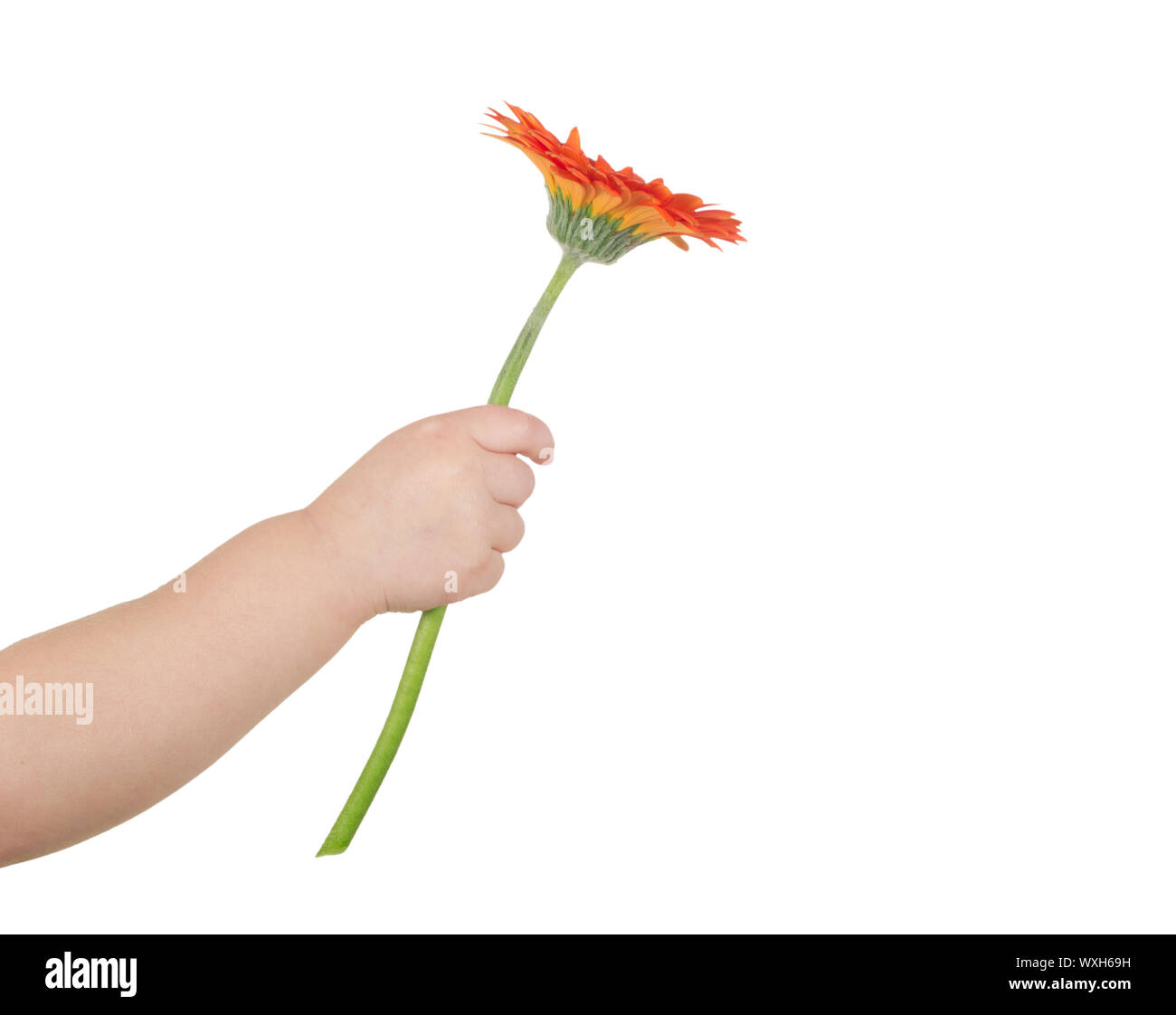 baby hand holding flower isolated on white Stock Photo - Alamy