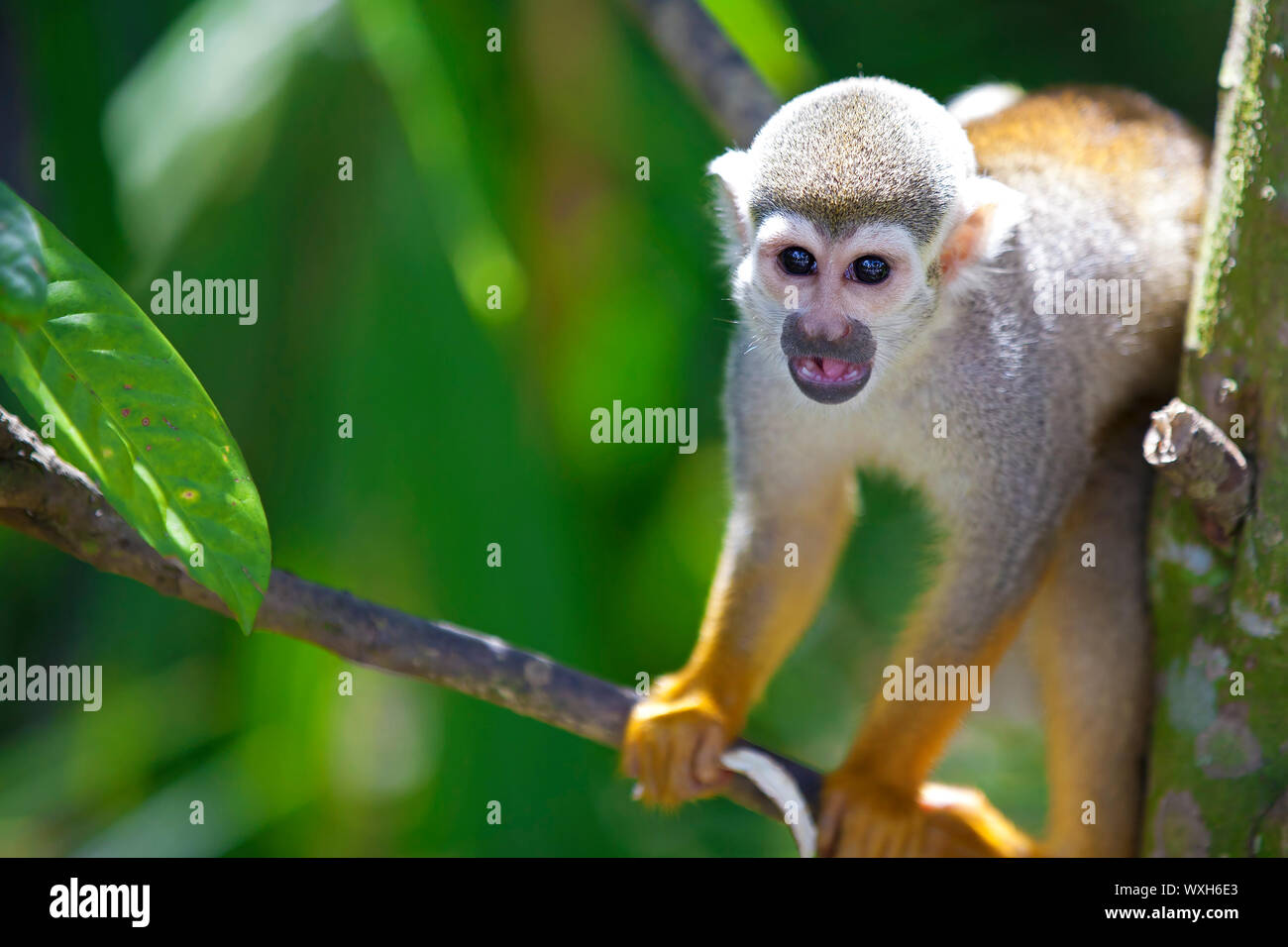 A common squirrel monkey playing in the trees Stock Photo - Alamy