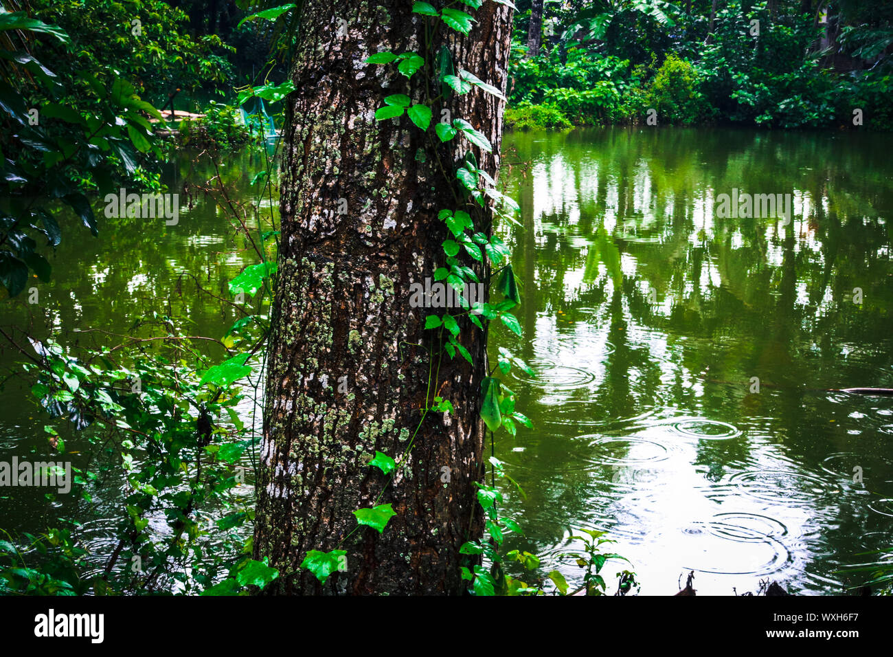 Beautiful Sceneries Of Rain