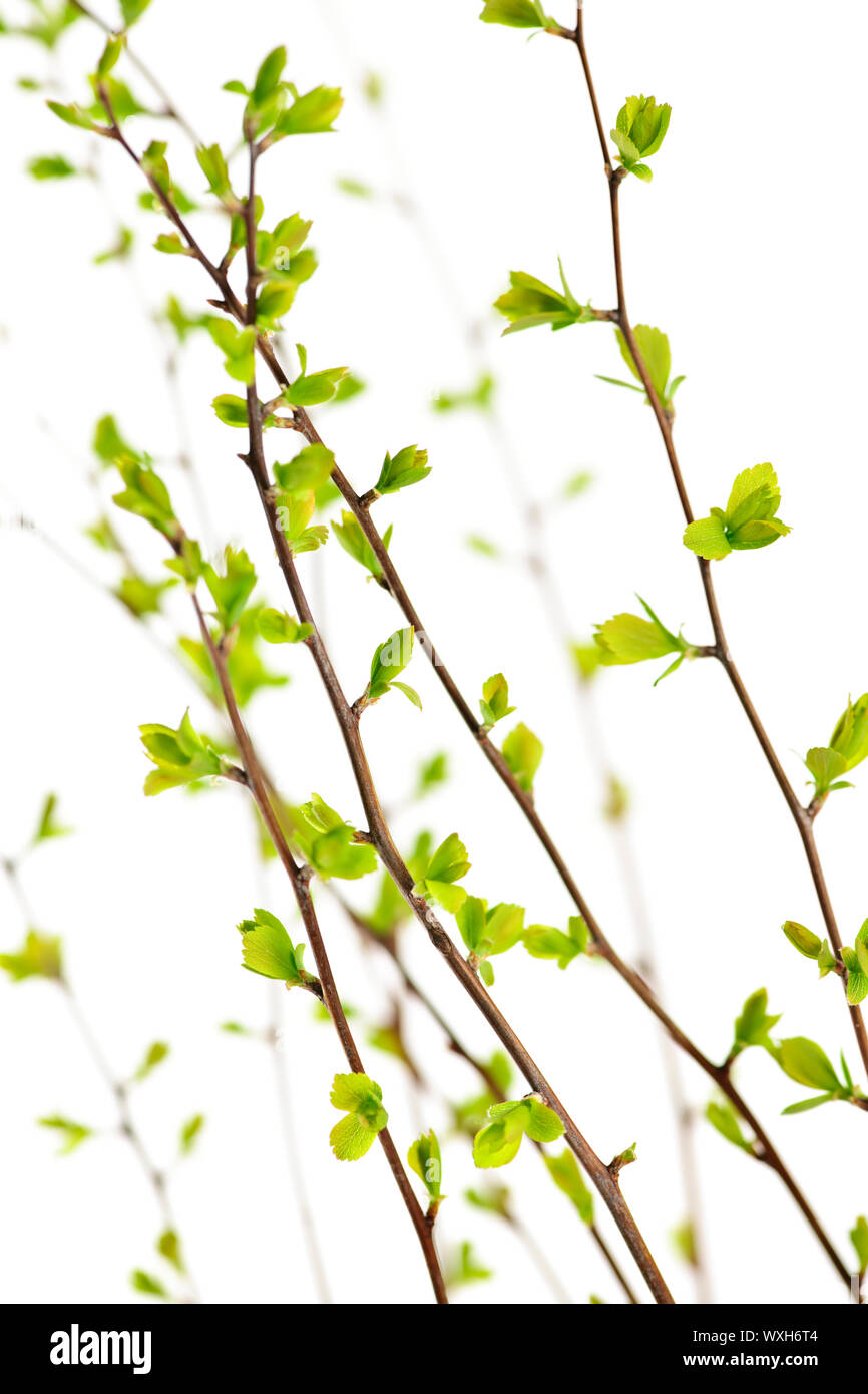 Branches with young green spring leaves budding isolated on white Stock ...