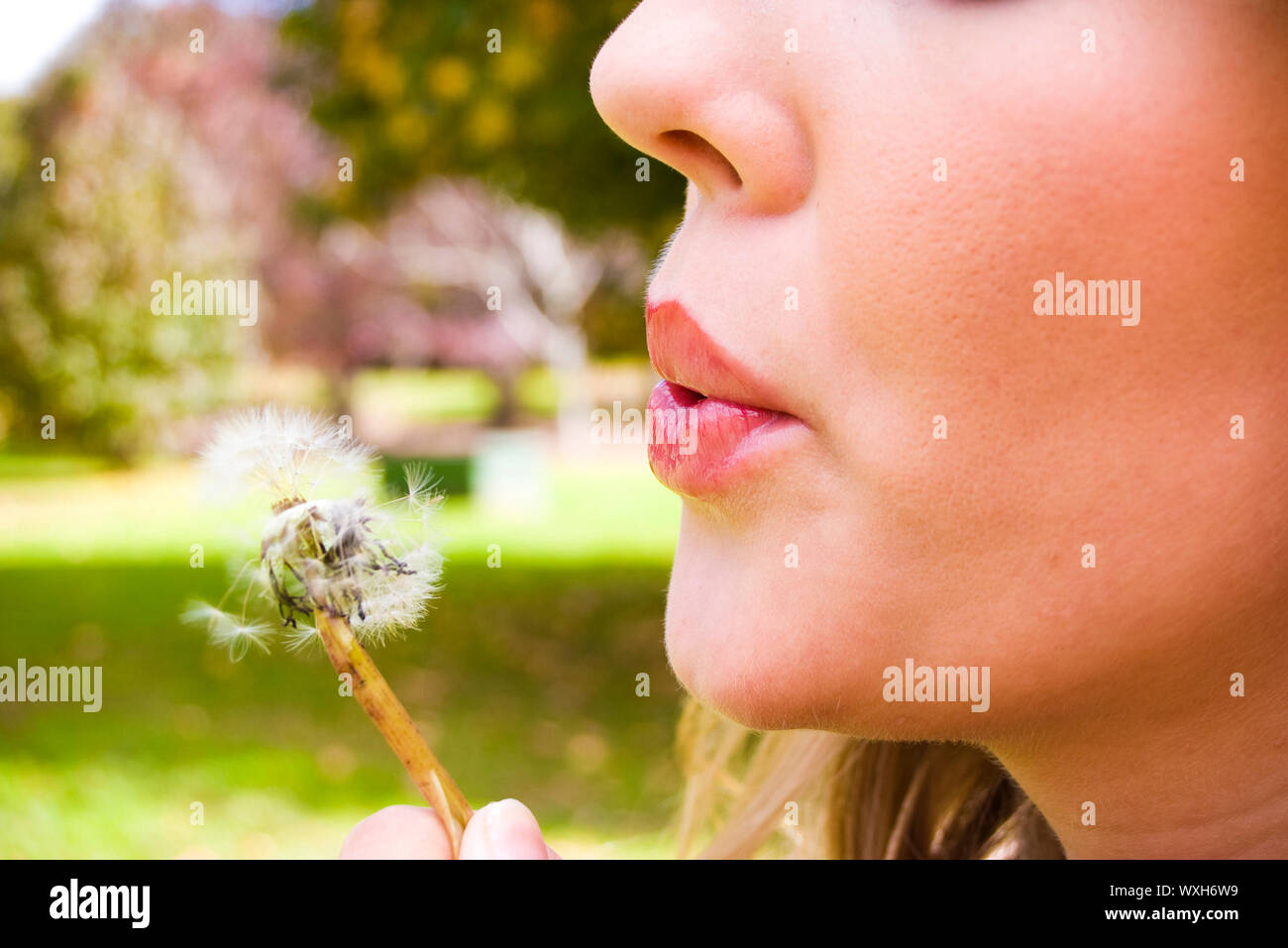 Blowing a flower hi-res stock photography and images - Alamy