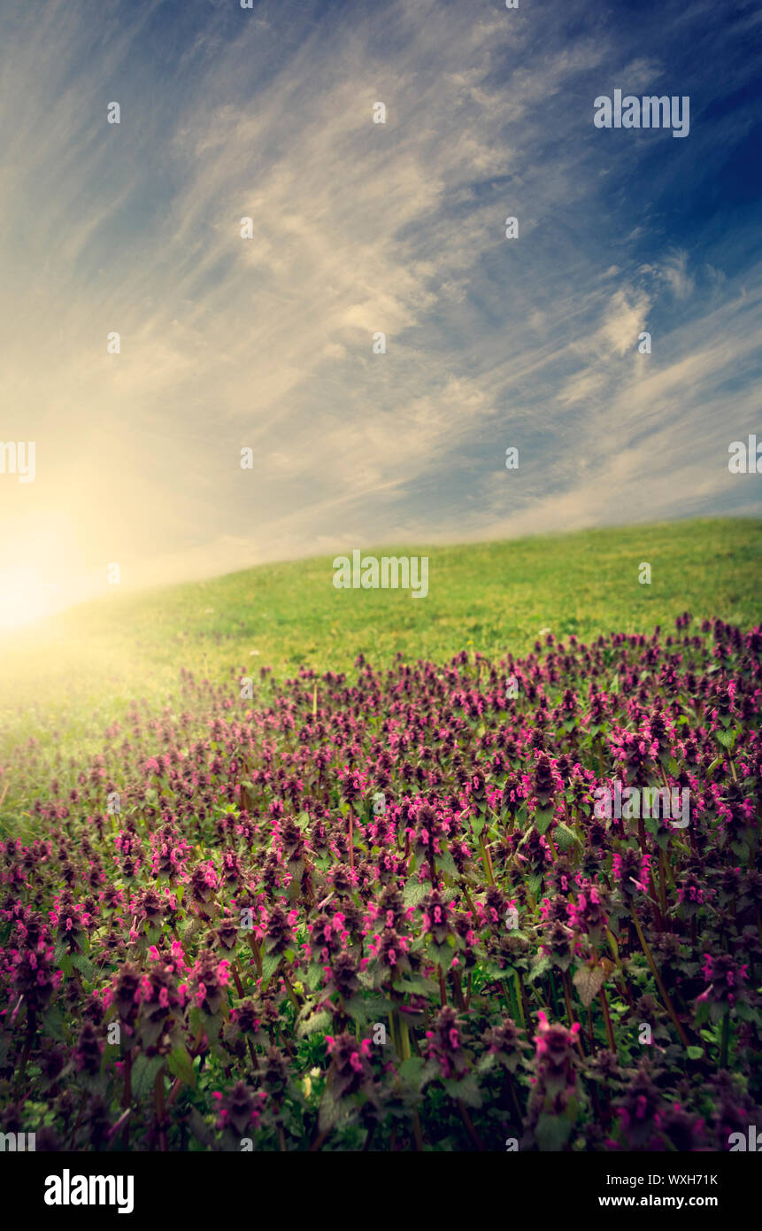 Beautiful flower filed with sunlight Stock Photo - Alamy