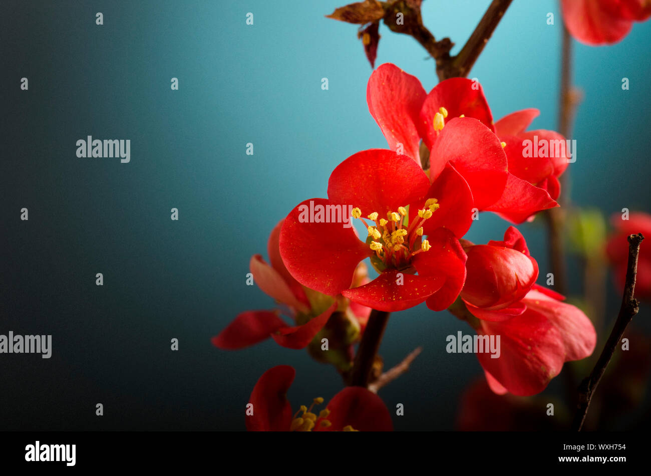 Beautiful spring blossom in front of blue background Stock Photo - Alamy