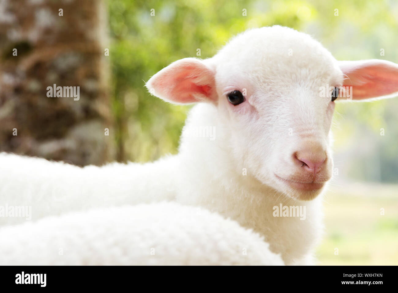Pure white lamb hi-res stock photography and images - Alamy