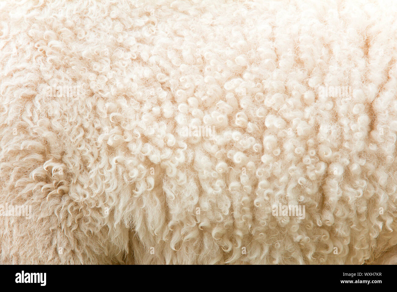 Lambswool hi-res stock photography and images - Alamy