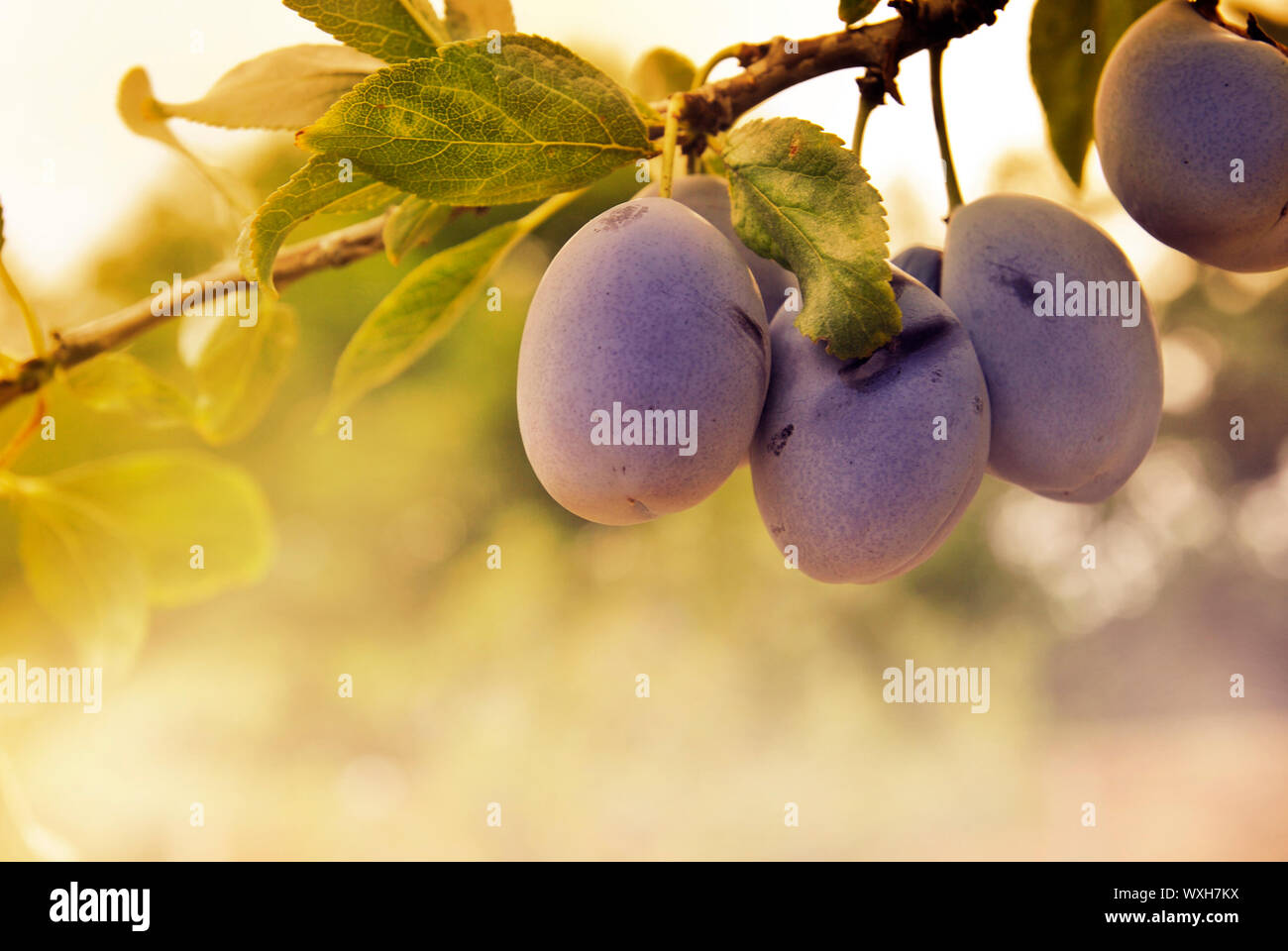 Plams hi-res stock photography and images - Alamy