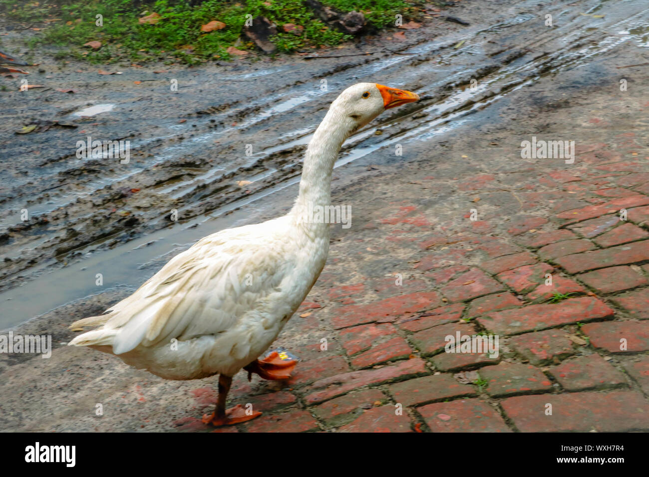 Big swan hi-res stock photography and images - Alamy