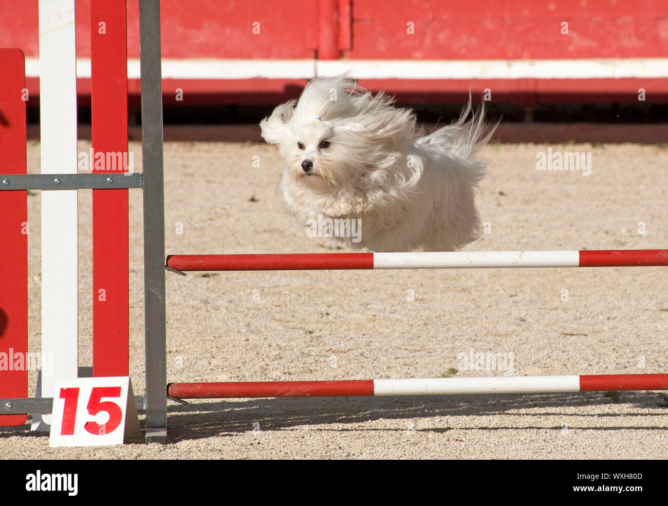 beautiful purebred maltese dog jumping in a competition of agility ...
