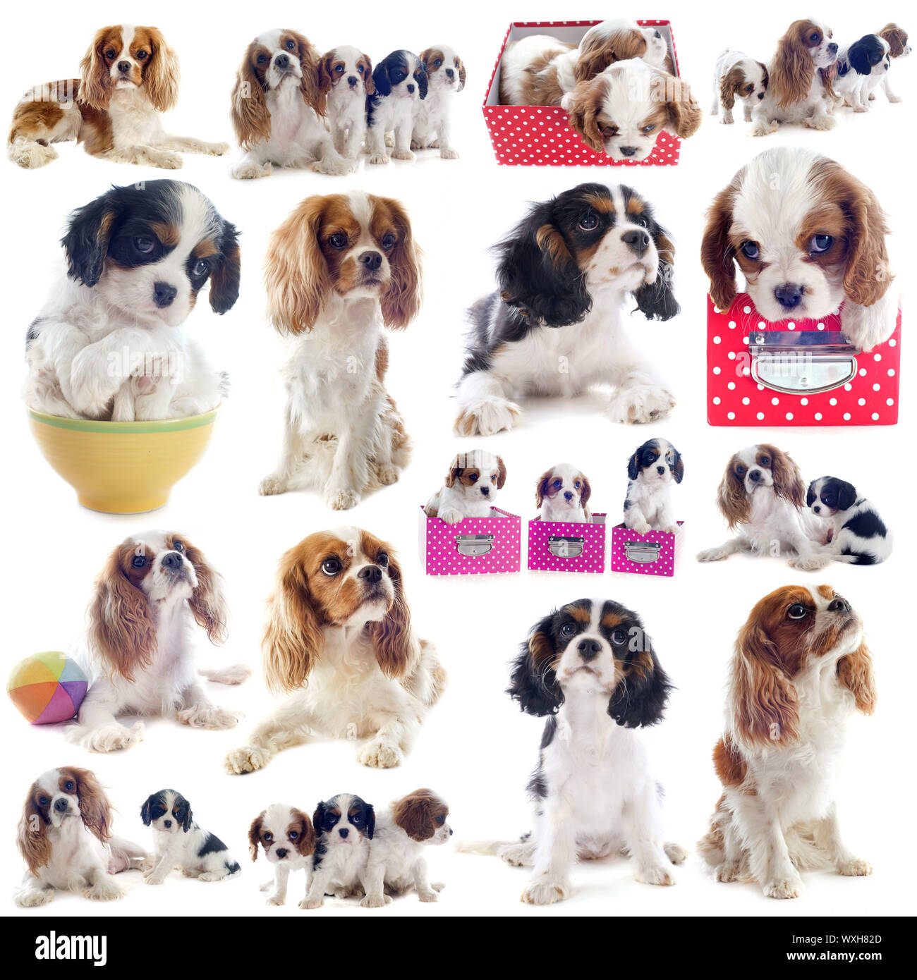 composite picture of cavalier king charles in front of white background ...