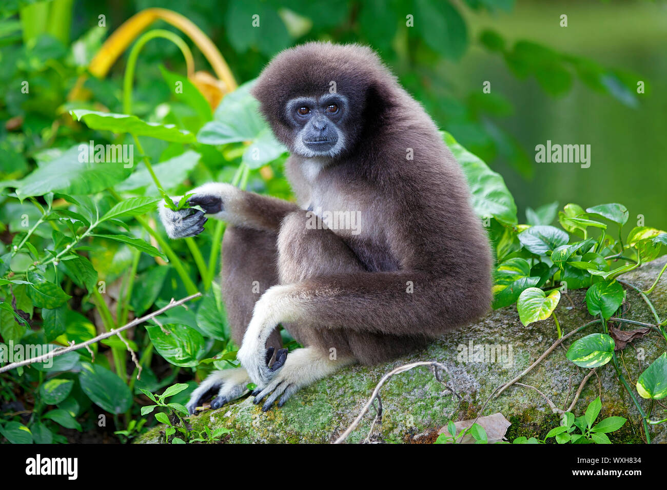 Gibbon monkey in Kota Kinabalu, Borneo, Malaysia Stock Photo - Alamy