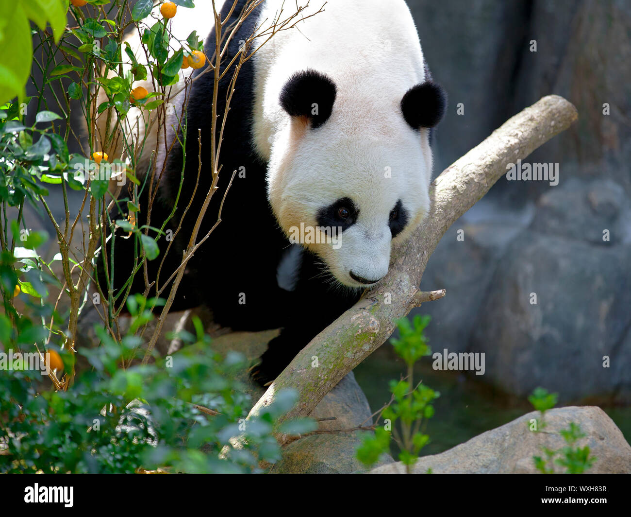 Giant Panda walking in the wild Stock Photo - Alamy