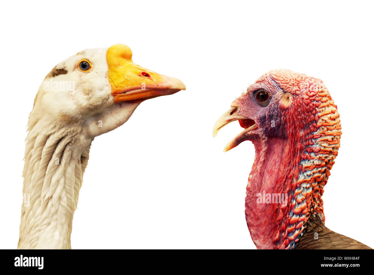 Goose and wild turkey heads isolated Stock Photo - Alamy