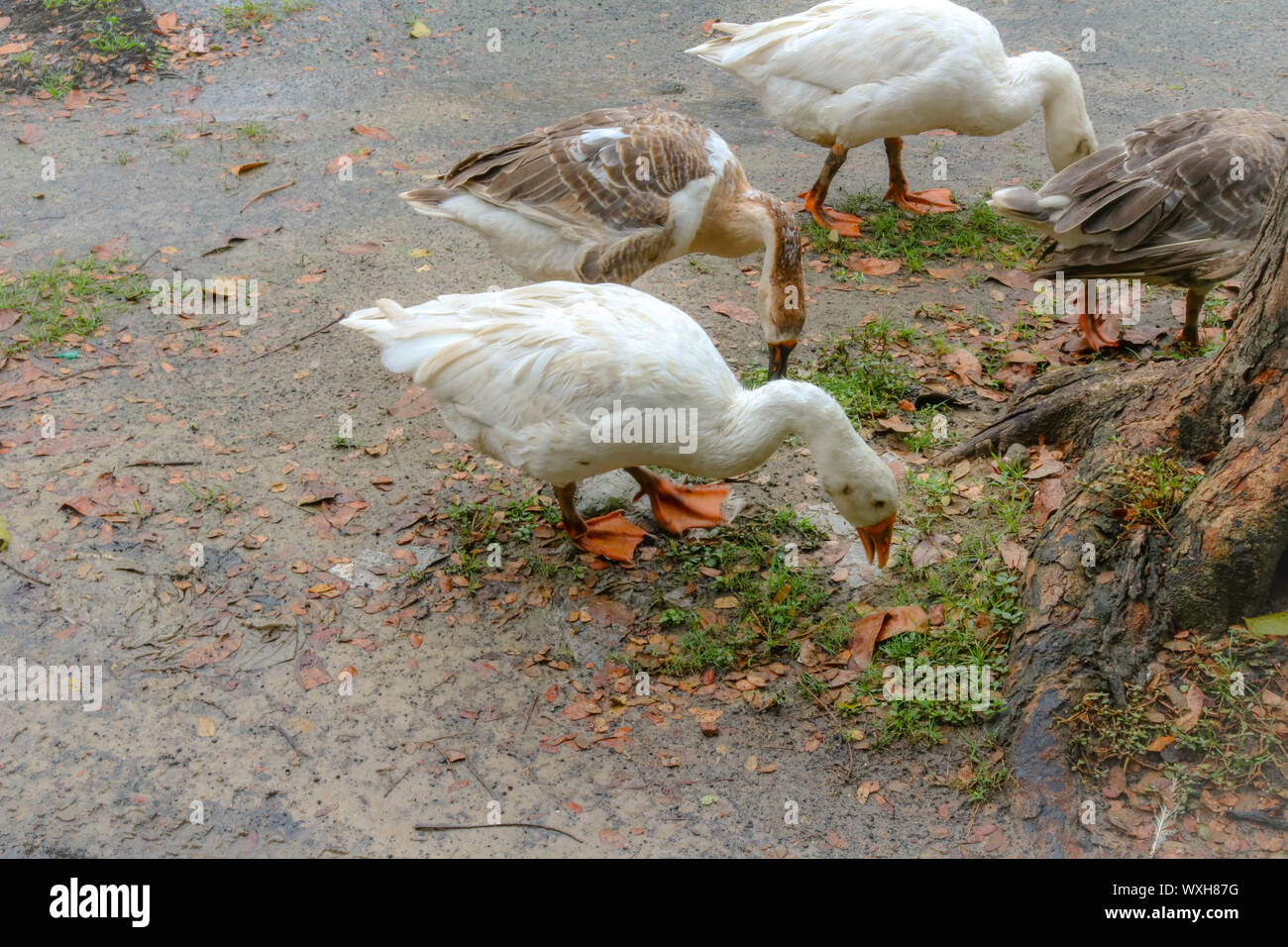 Big swan hi-res stock photography and images - Alamy