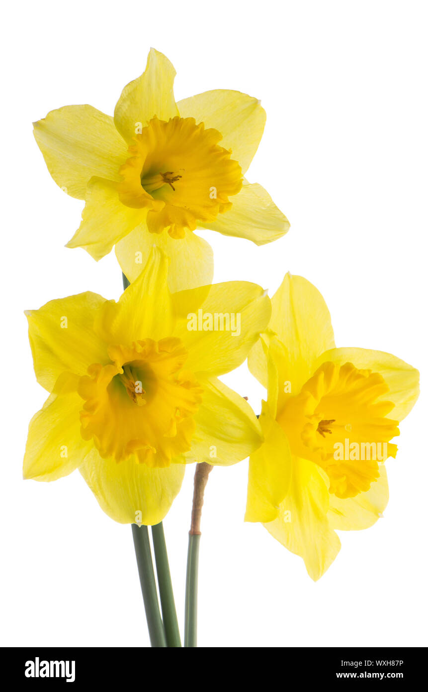 Yellow jonquil flowers isolated on white background Stock Photo - Alamy