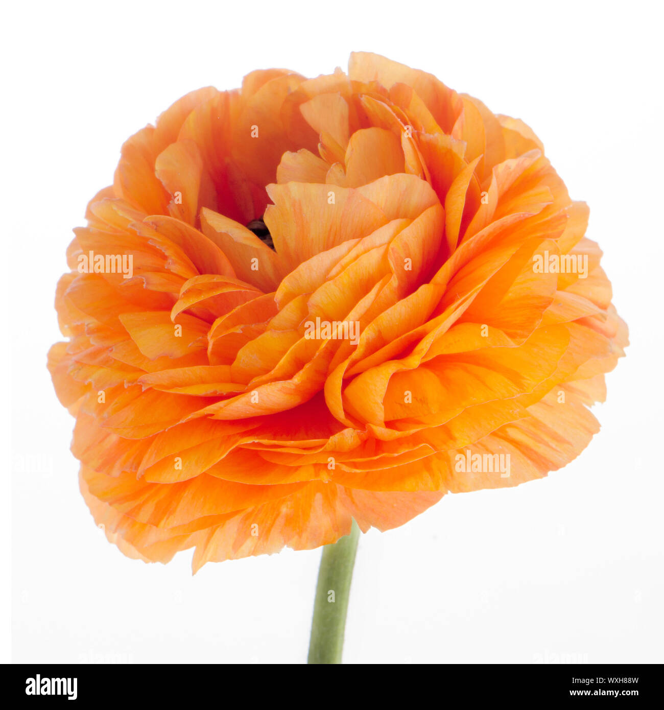 Beautiful orange eustoma isolated on white background Stock Photo - Alamy