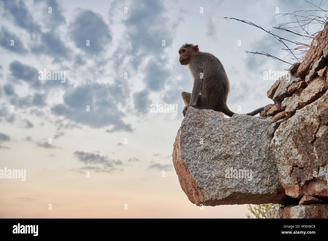 Bonnet Macaque (Macaca radiata) at Malyavanta Raghunatha Temple, Hampi ...