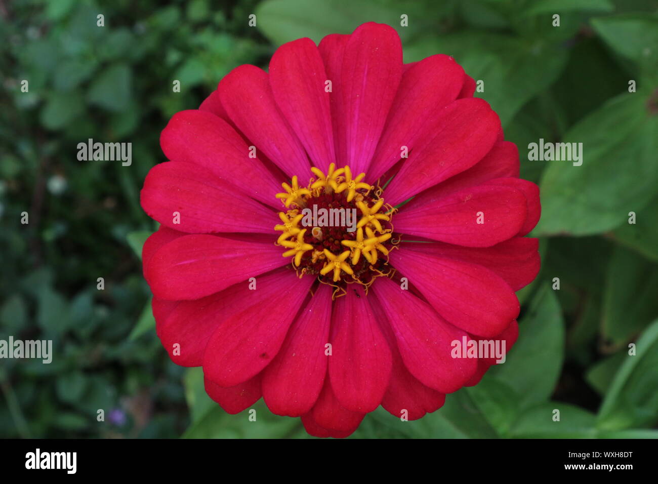 Very beautiful flower in bloom Stock Photo - Alamy