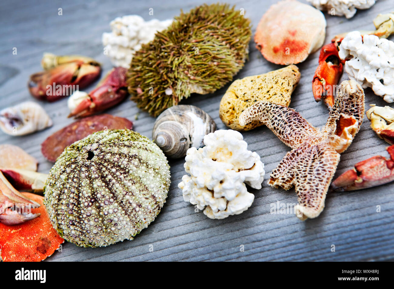 Different types of marine life from Atlantic ocean in Newfoundland ...