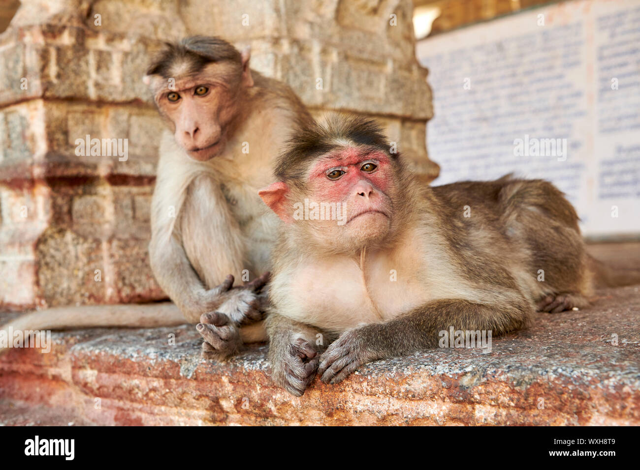 Bonnet macaques (Macaca radiata) at Virupaksha Temple, Hampi, UNESCO ...