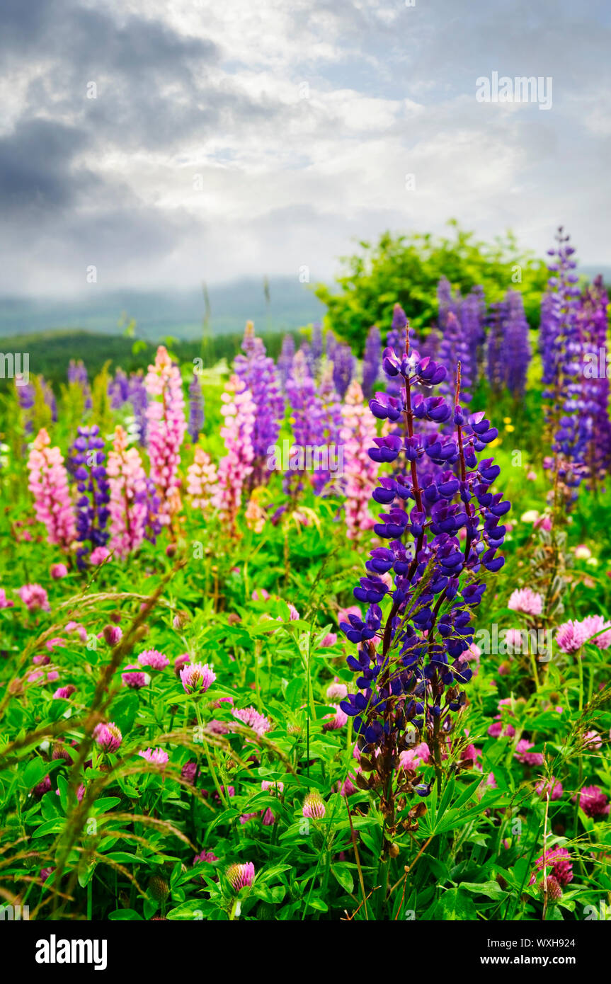 Purple and pink garden lupin wild flowers in Newfoundland Stock Photo ...