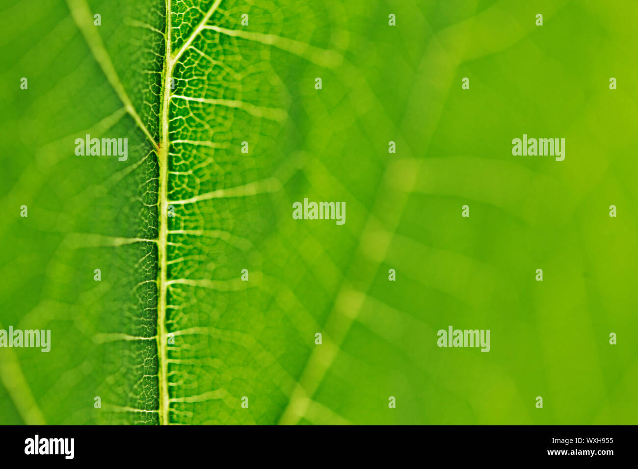 Fresh dreen leaf texture macro close-up Stock Photo - Alamy