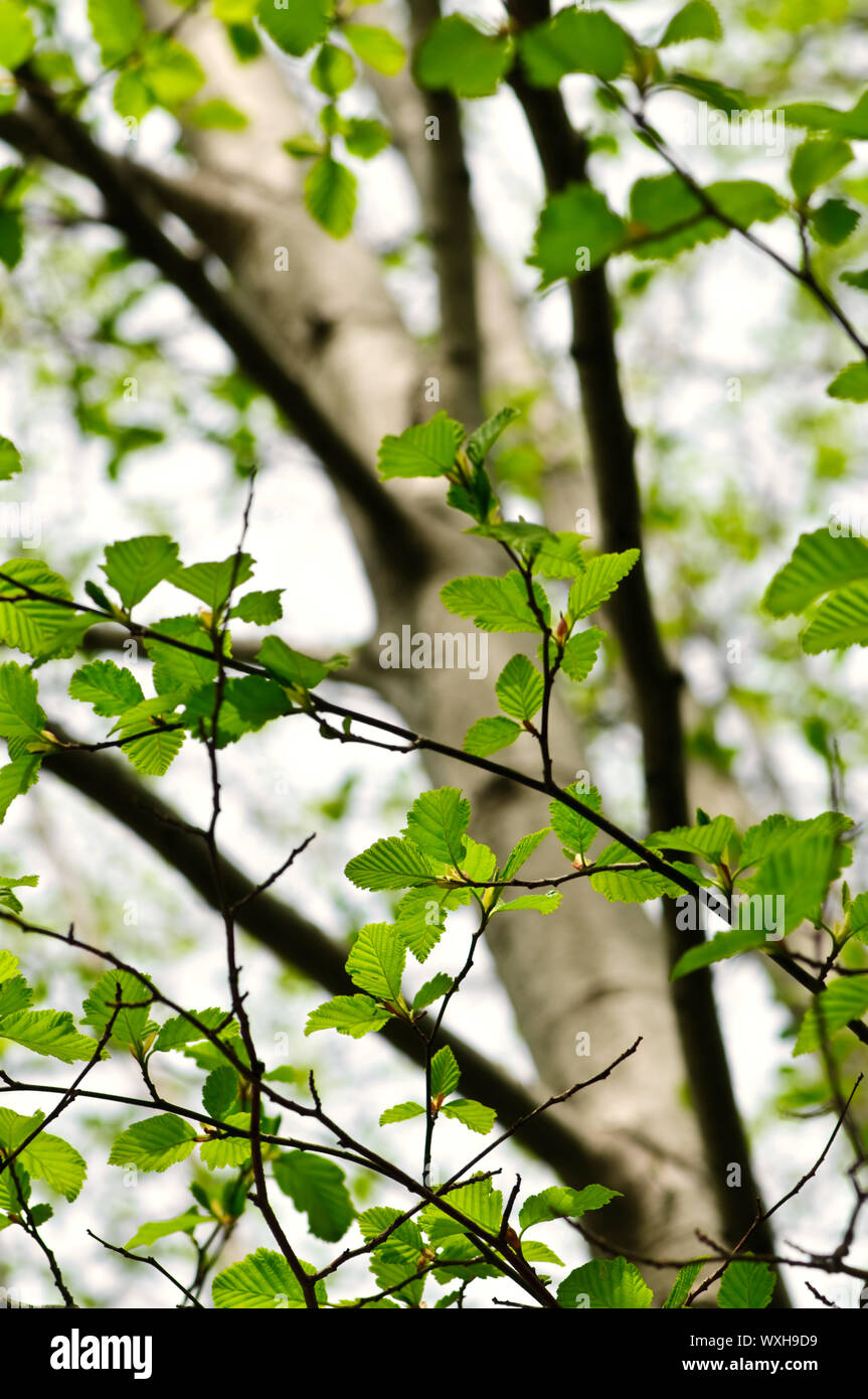 Green elm leaves and branches in spring Stock Photo - Alamy
