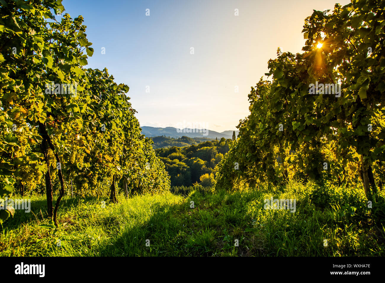 Green grapes on vineyard over bright green background. Landscape Stock ...