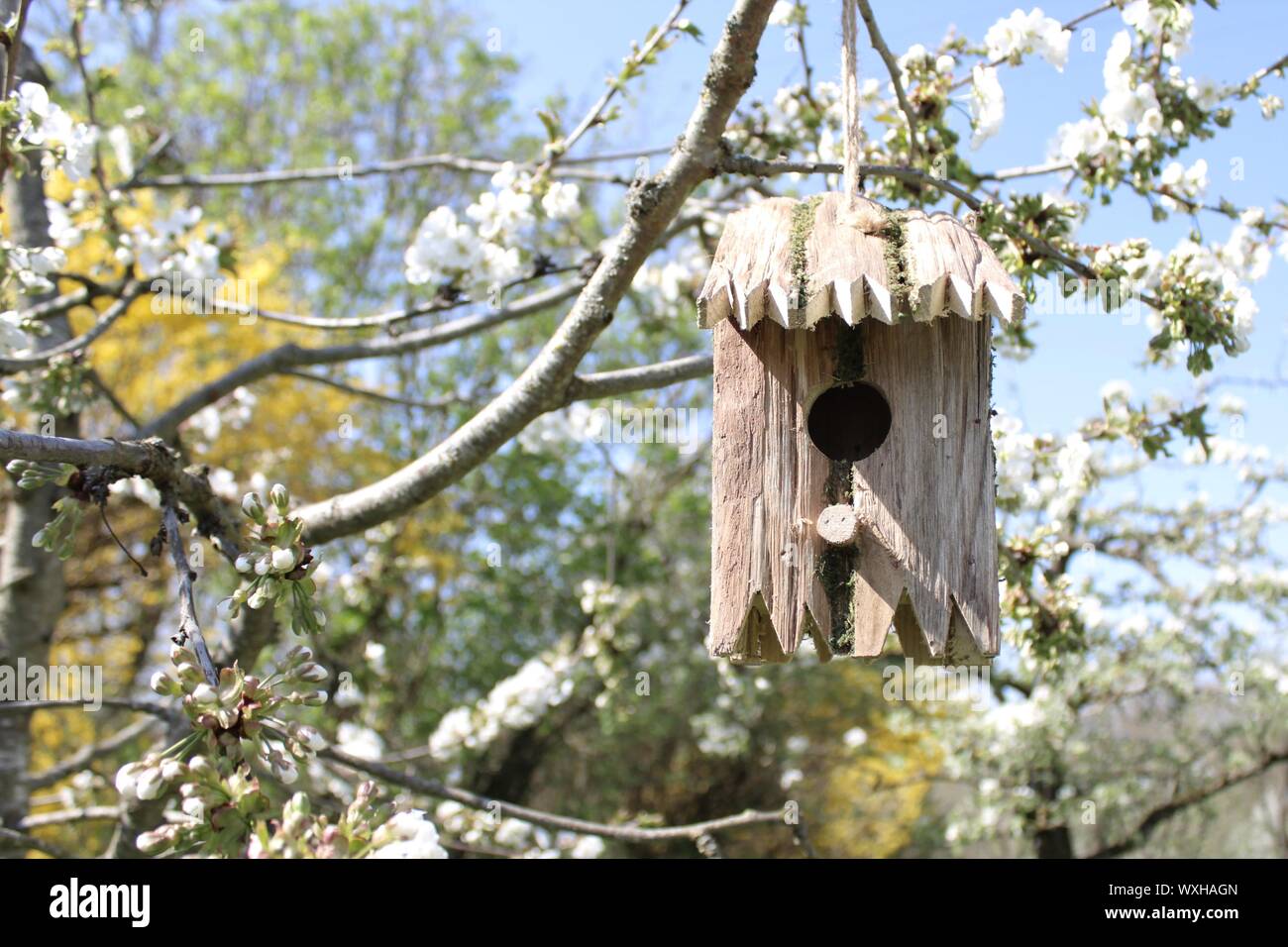 The picture shows a bird house in the cherry tree Stock Photo - Alamy