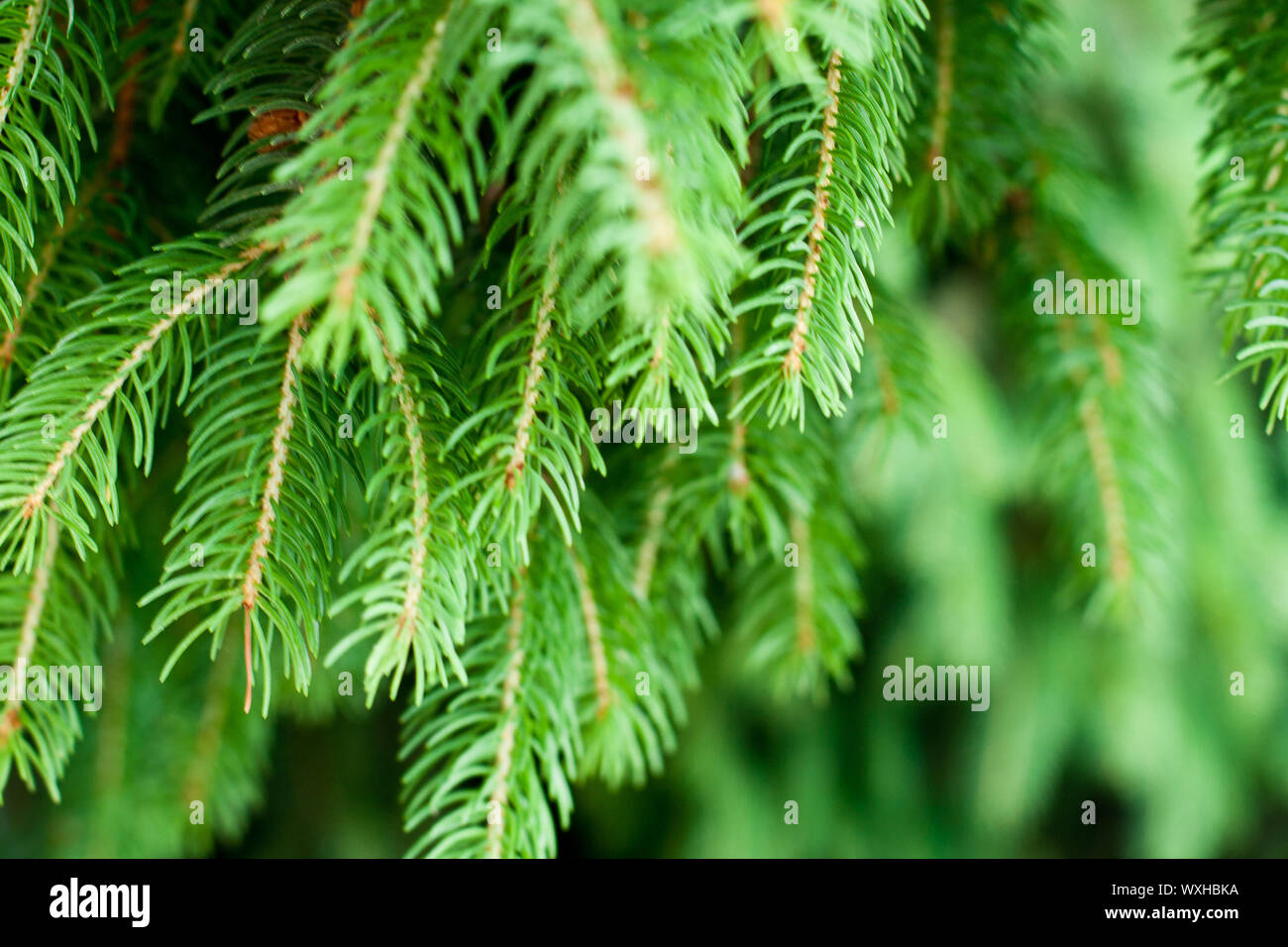 pine tree background Stock Photo - Alamy