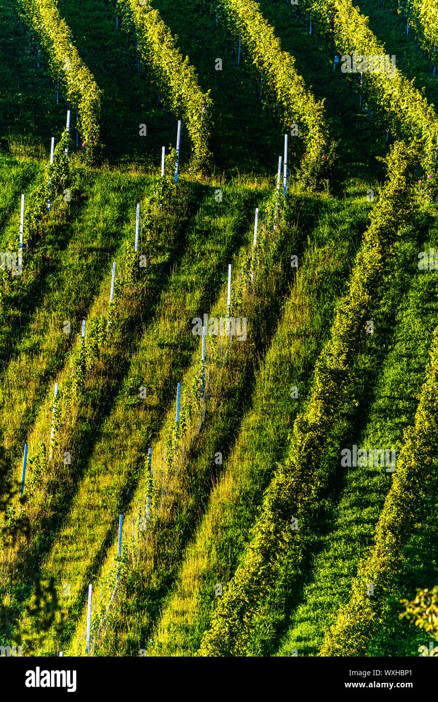 Rows Of Grape Vines High Resolution Stock Photography and Images - Alamy