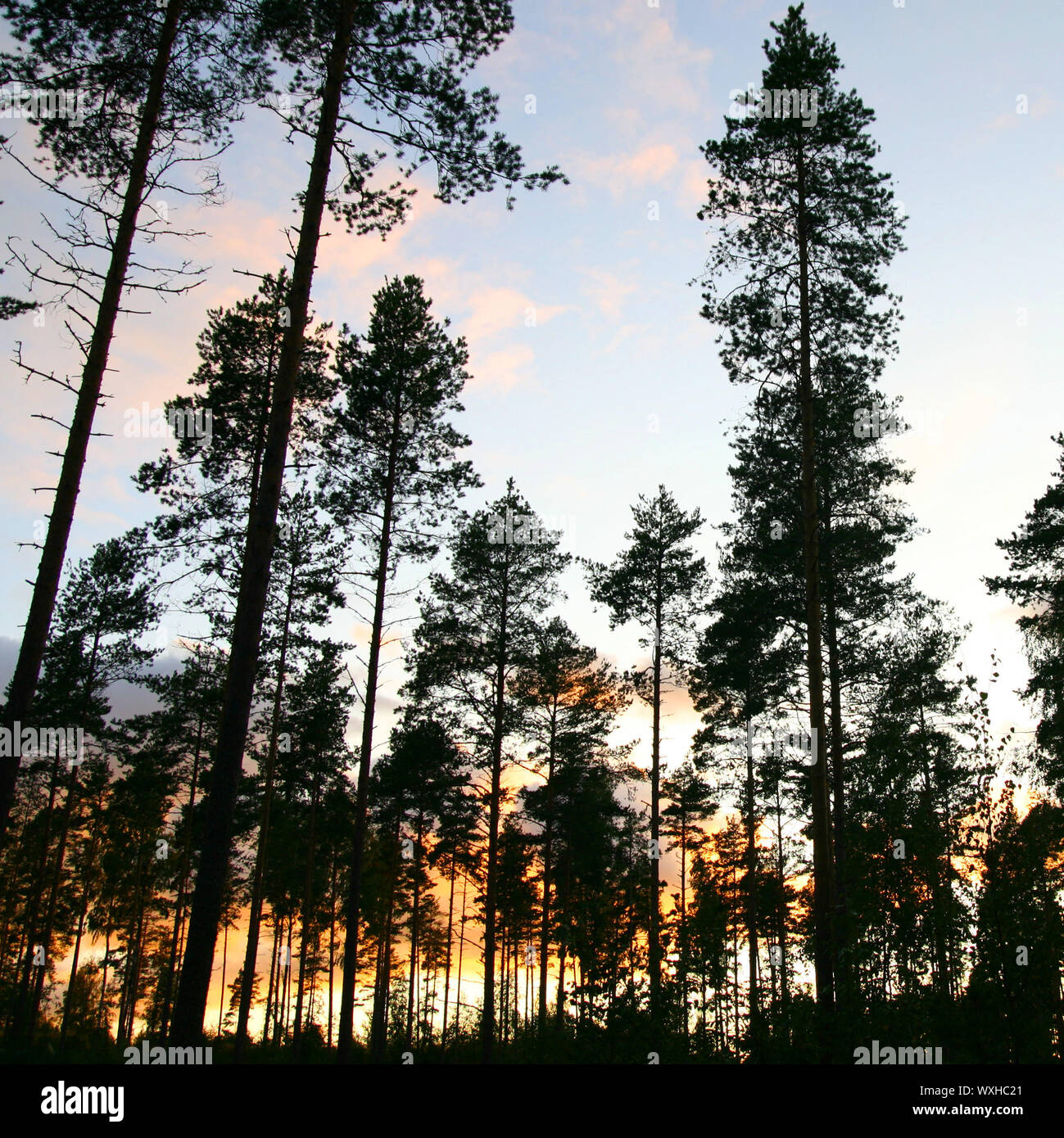 Silhouette of tree on sunset sky Stock Photo - Alamy