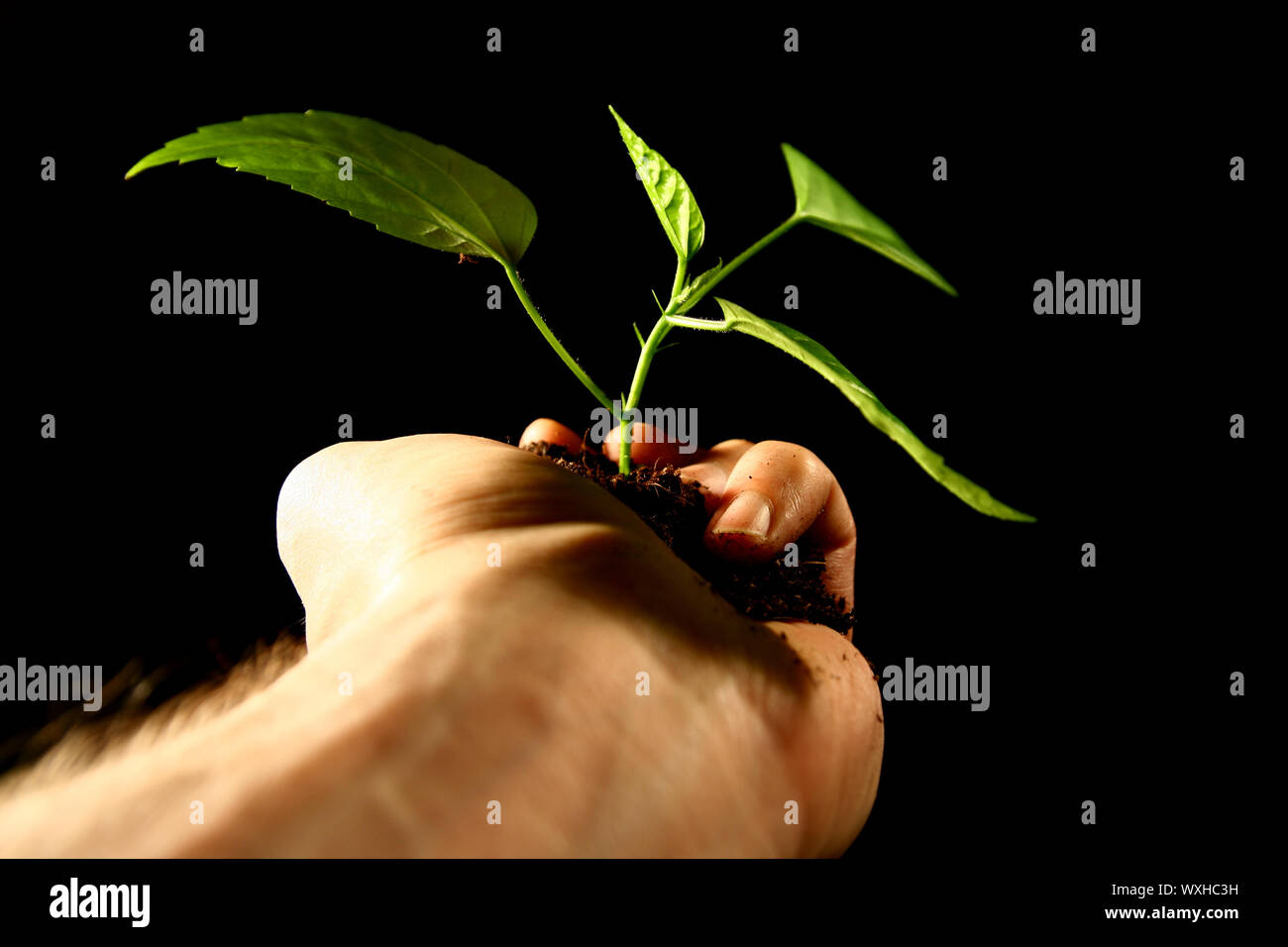 hand plant new life care concept Stock Photo - Alamy