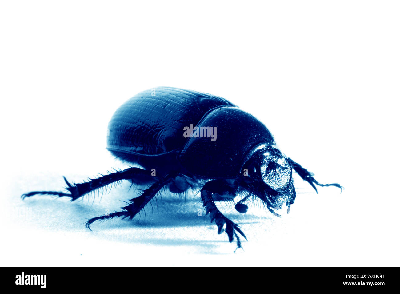 isolated bug on white background Stock Photo - Alamy