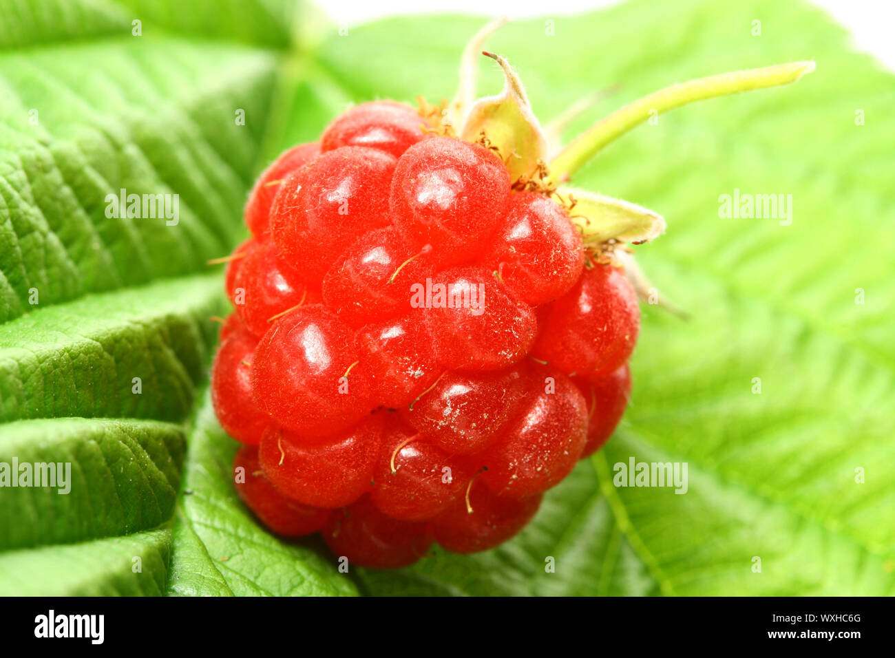raspberry and green isolated on white background Stock Photo - Alamy