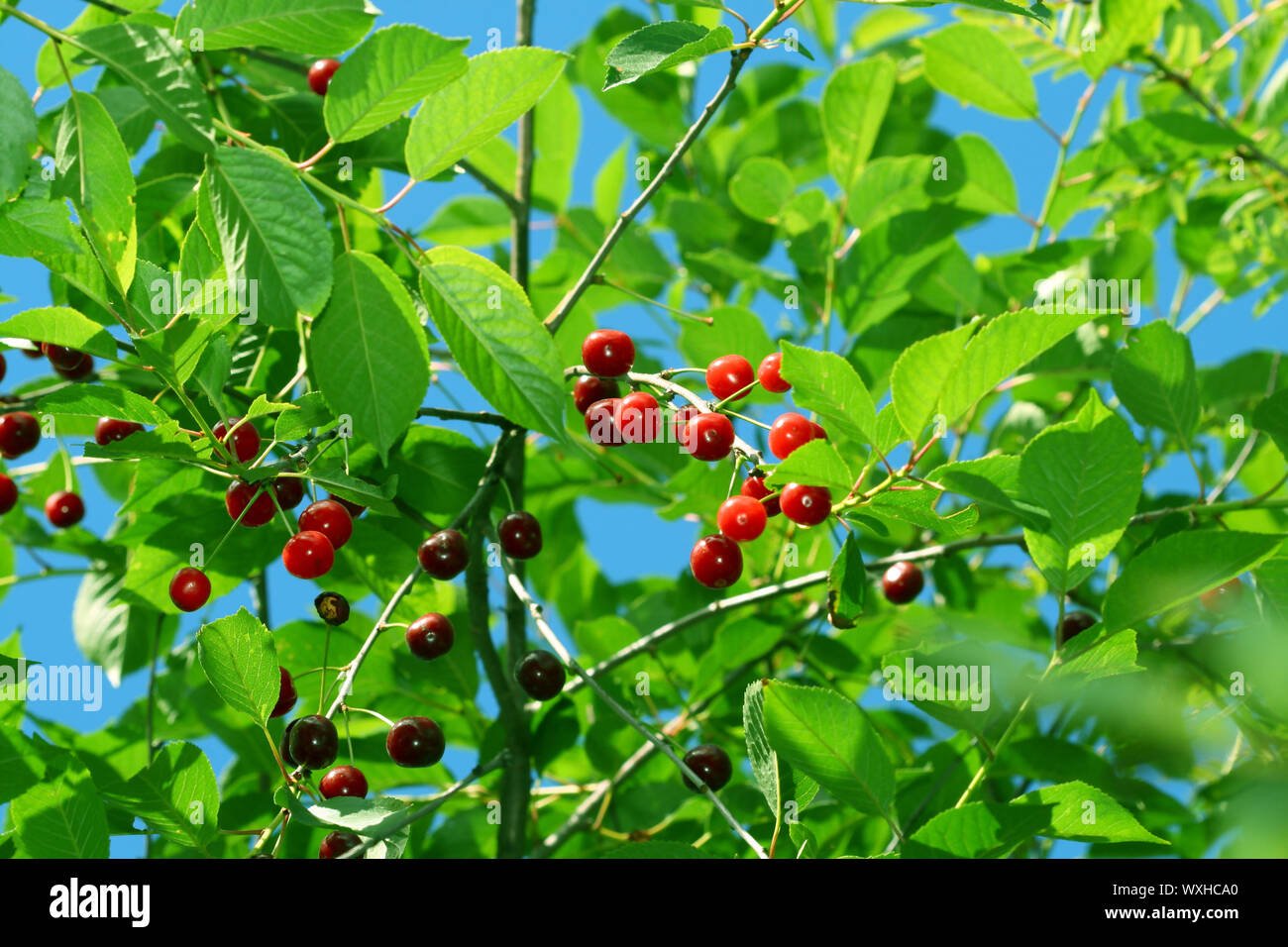wild sweet cherry on nature background Stock Photo - Alamy