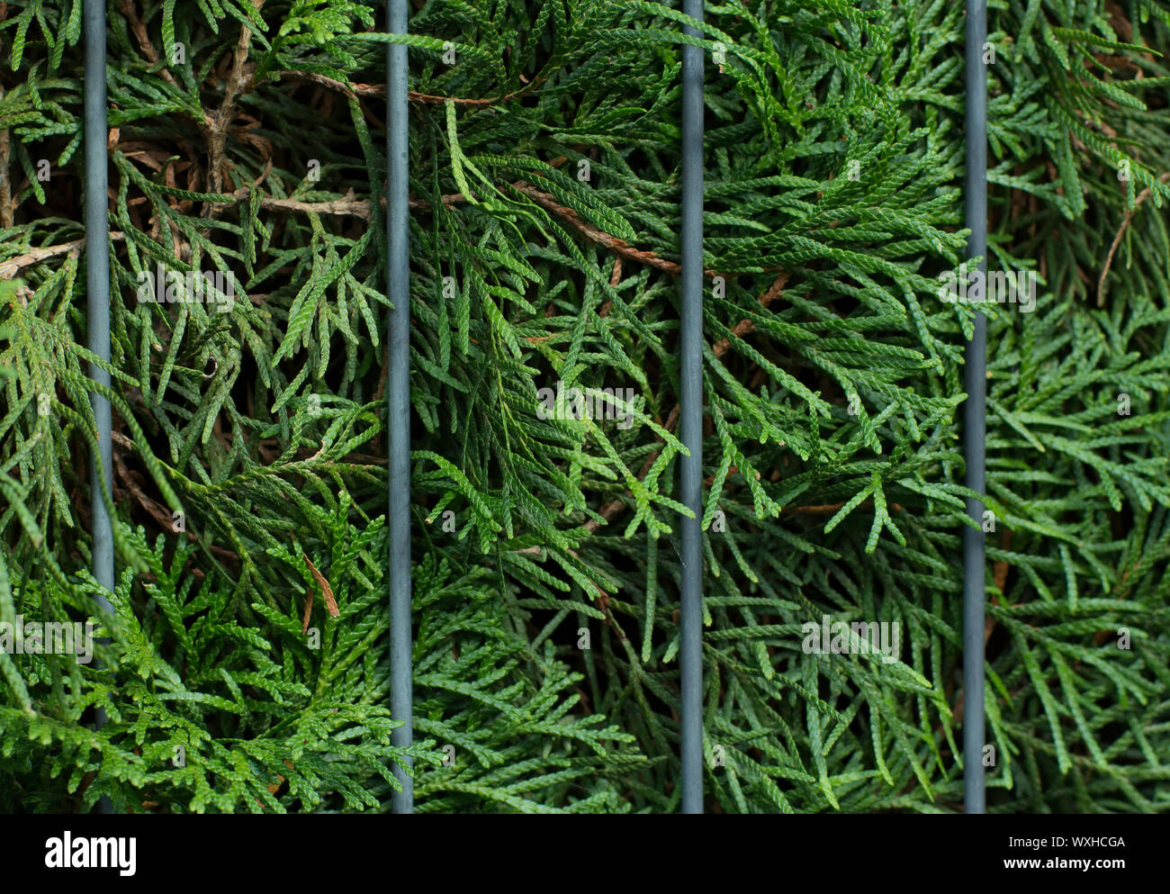 Thuja trees hi-res stock photography and images - Alamy