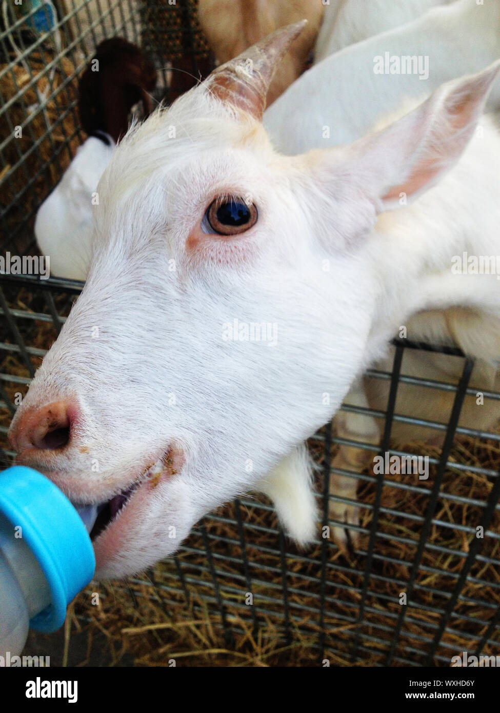feeding a goat Stock Photo - Alamy