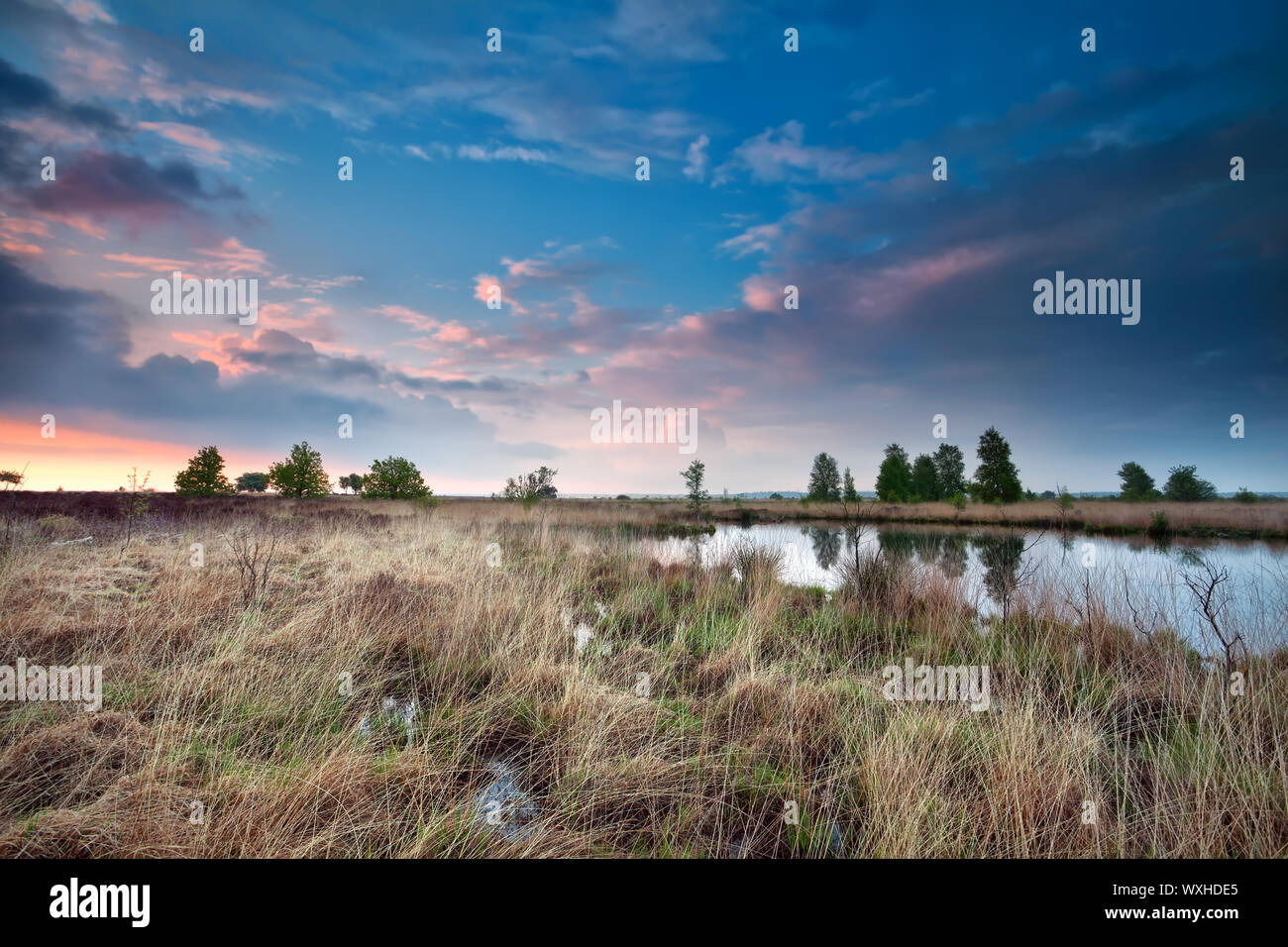 sunset sky over swamp, Fochteloerveen, Netherlands Stock Photo - Alamy