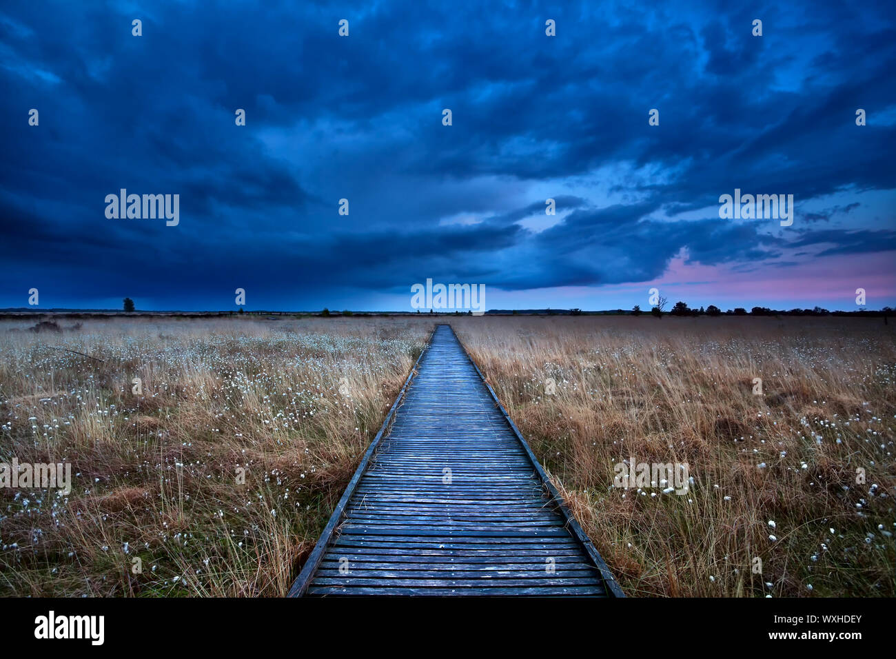 wooden path through swamp during storm at sunset Stock Photo - Alamy