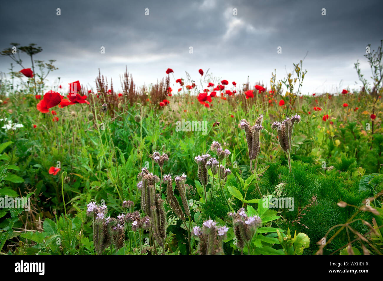 wildflowers on summer meadow in clouded weather Stock Photo - Alamy