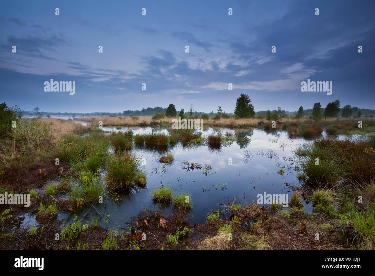 water swamp in dusk, Drenthe, Netherlands Stock Photo - Alamy